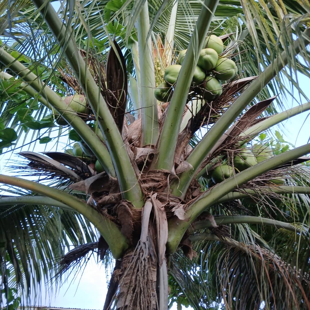 Coconut Trees: Rebuilding Lives and Restoring Hope - Restavek Freedom ...